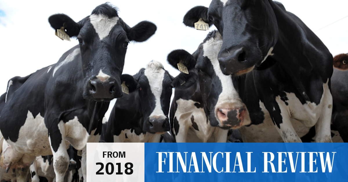 Sex Is Big Business At Dairy Farms And In The Courts